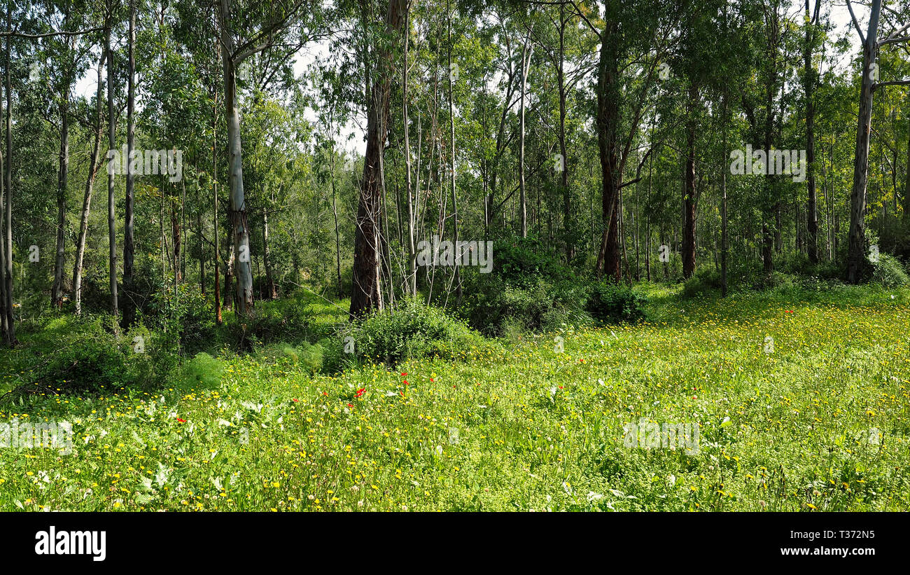 Israeli forest hi-res stock photography and images - Alamy