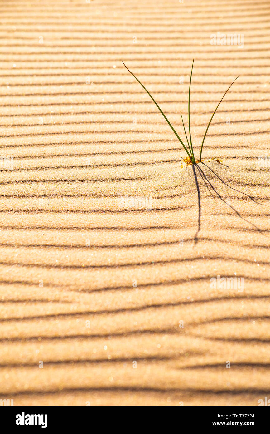 Wavy grass hi-res stock photography and images - Alamy