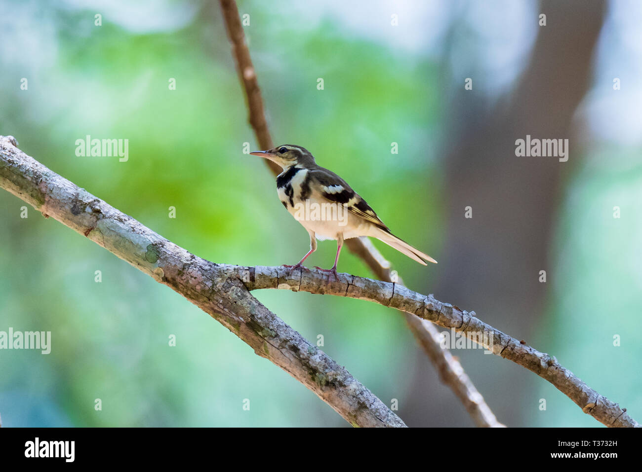 beautiful bird Forest Wagtail.(Dendronanthus indicus Stock Photo - Alamy