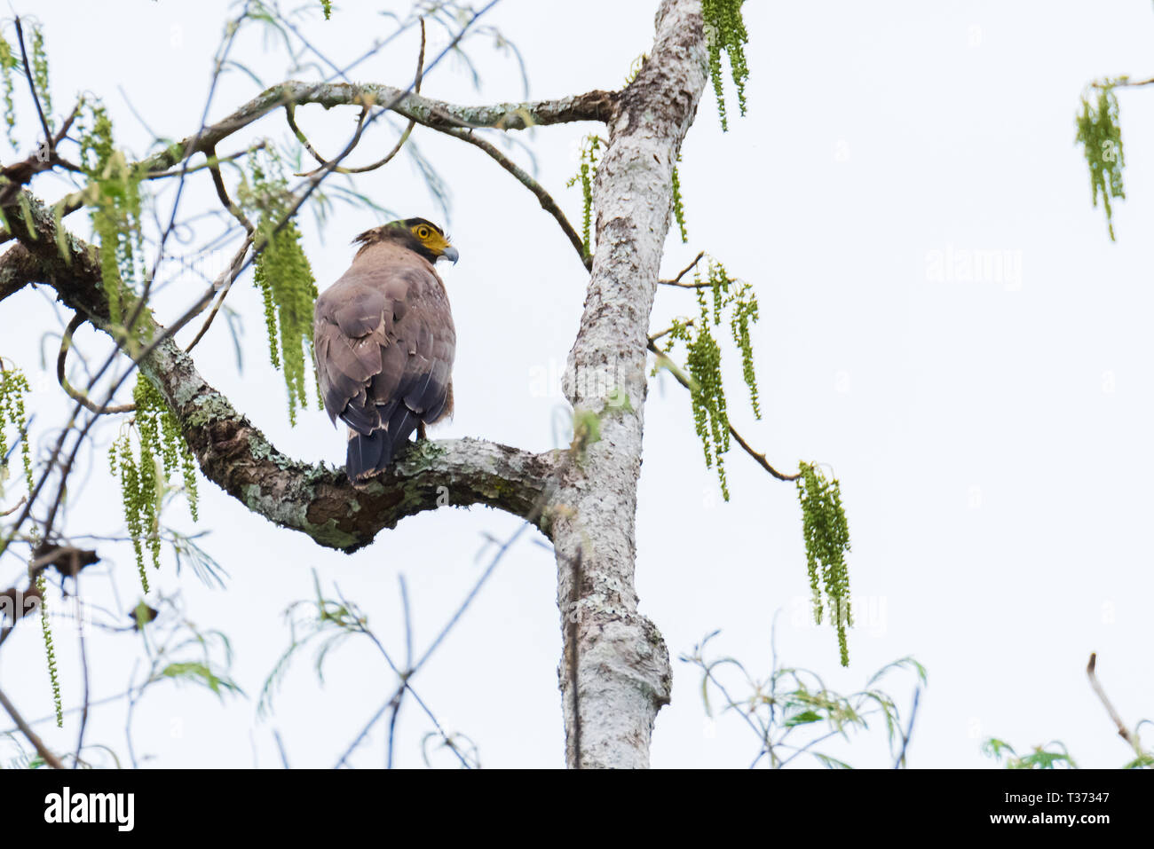 Serpent Eagle, Crested Serpent Eagle, Spilornis cheela Stock Photo - Alamy
