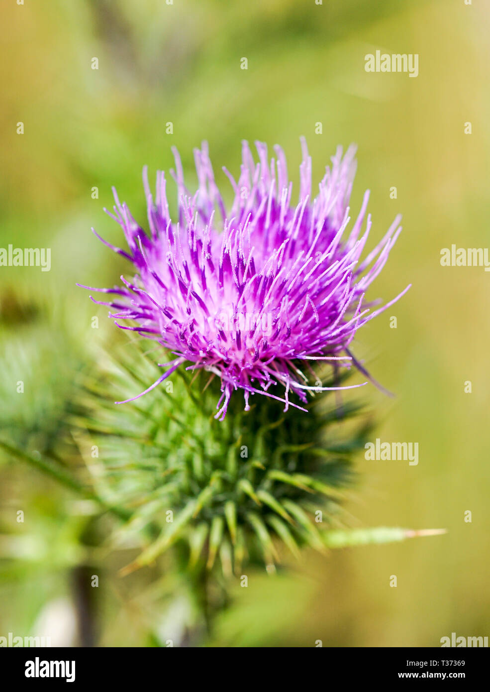 Common milk thistle hi-res stock photography and images - Alamy