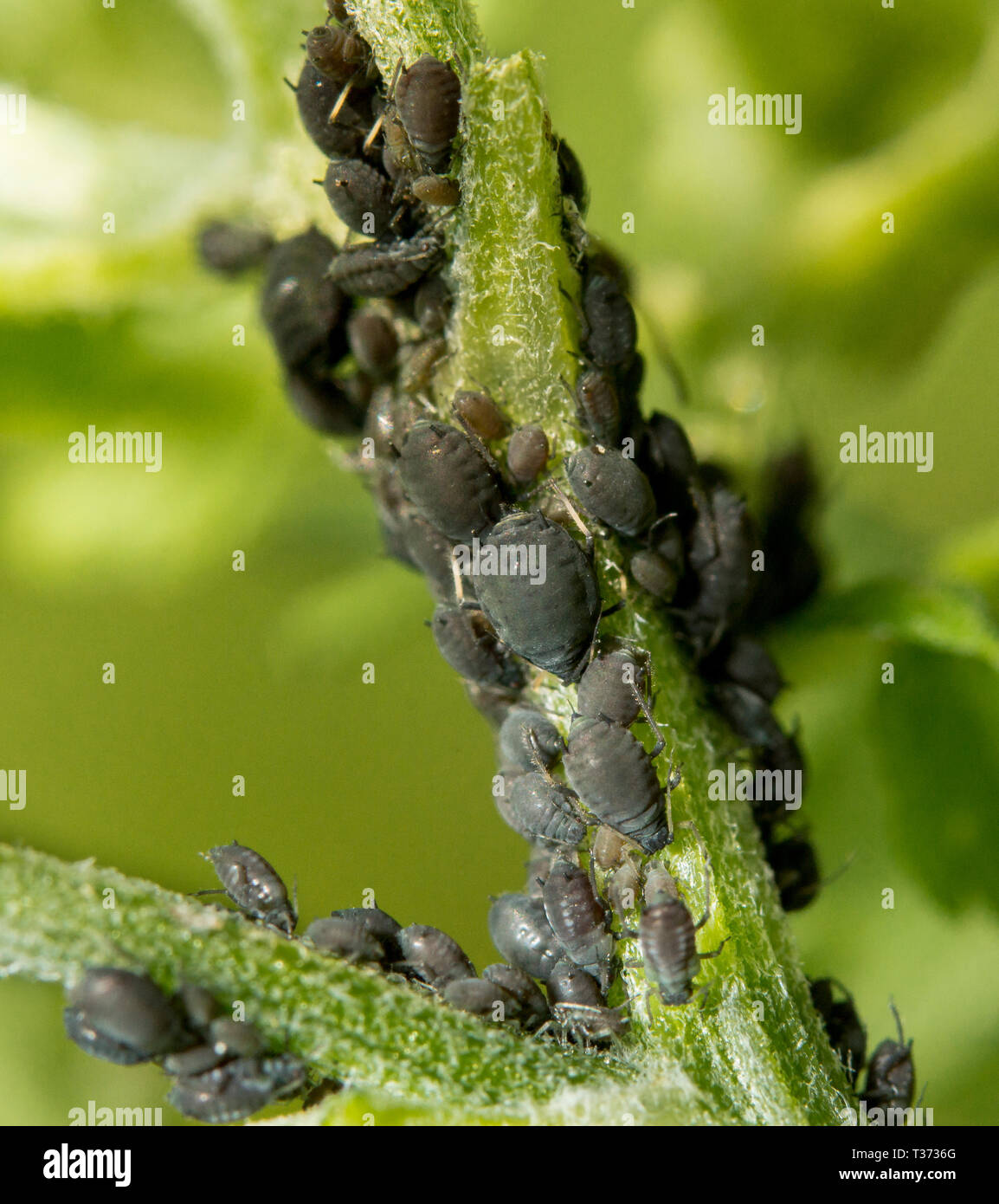 Plant louse killer hi-res stock photography and images - Alamy