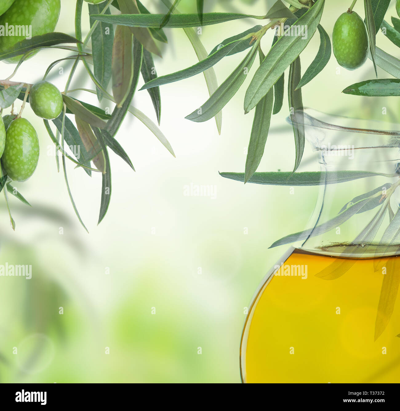 Olives on olive tree. Season nature image. Beautiful Sunny Harvest ...
