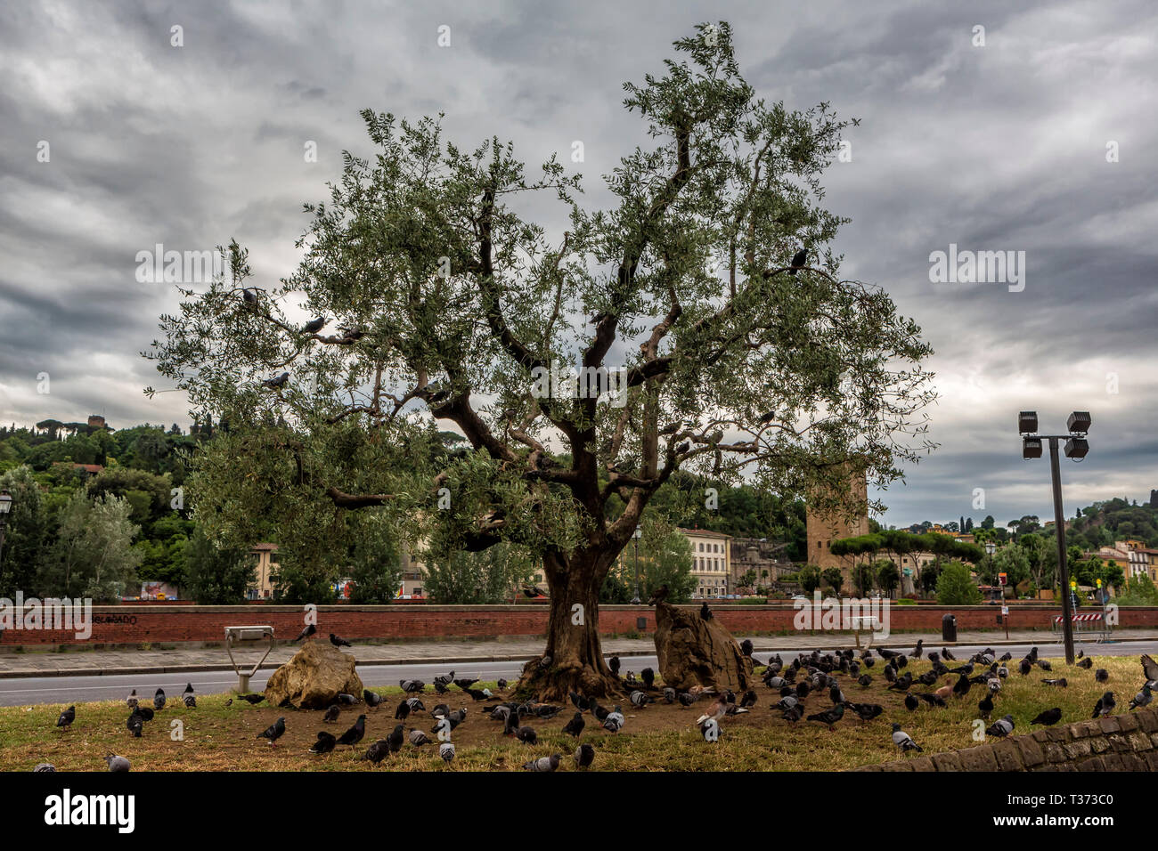 Olive tree in an urban landscape, Florence, Tuscany, Italy Stock Photo ...