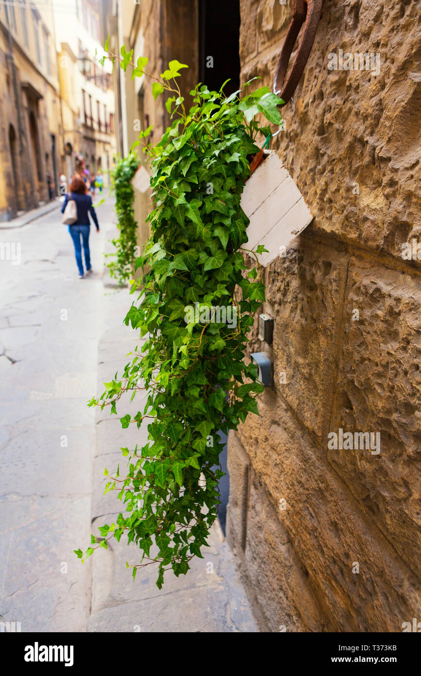 Street planting plants hi-res stock photography and images - Alamy