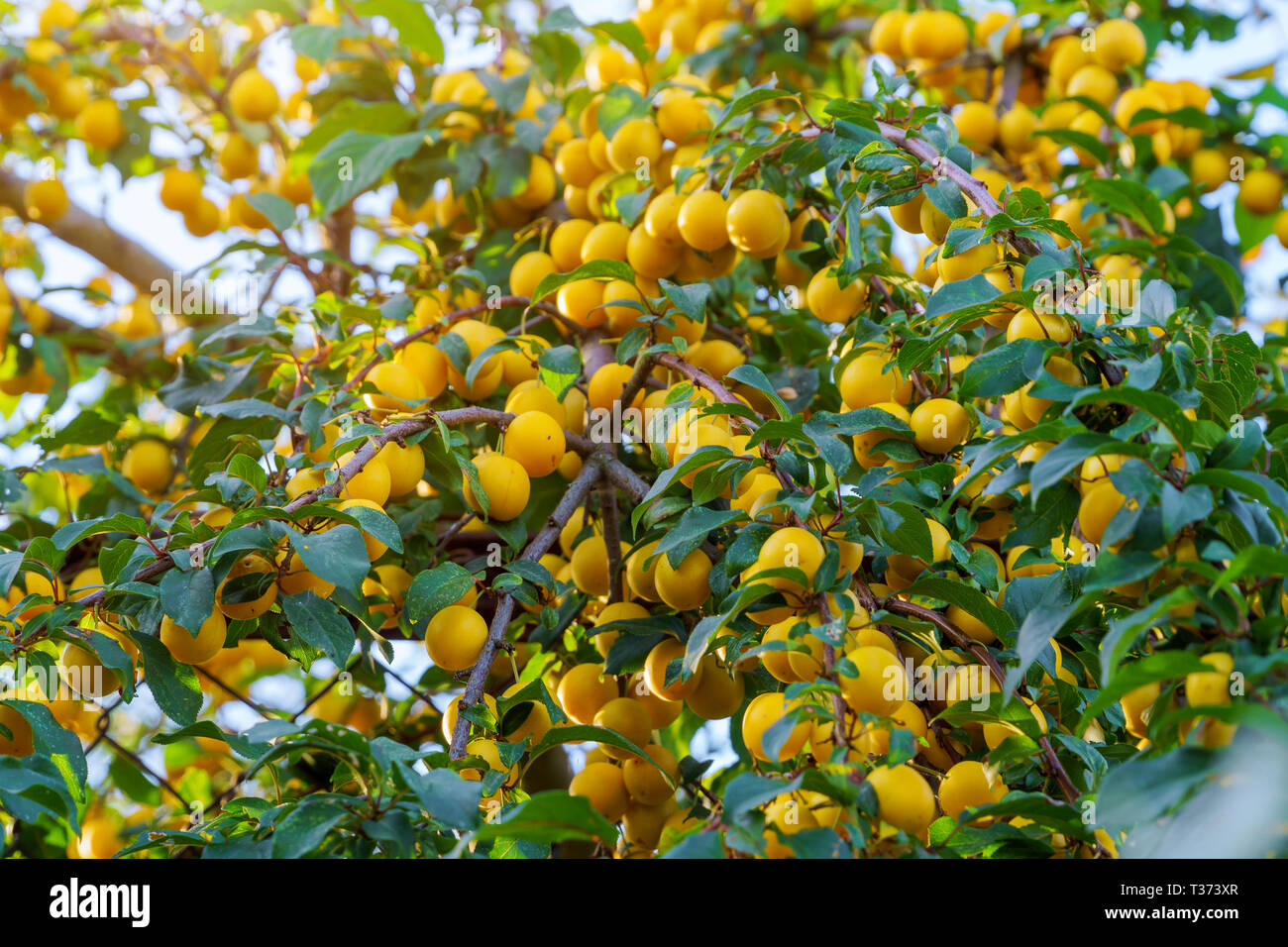 Yellow Plum Trees