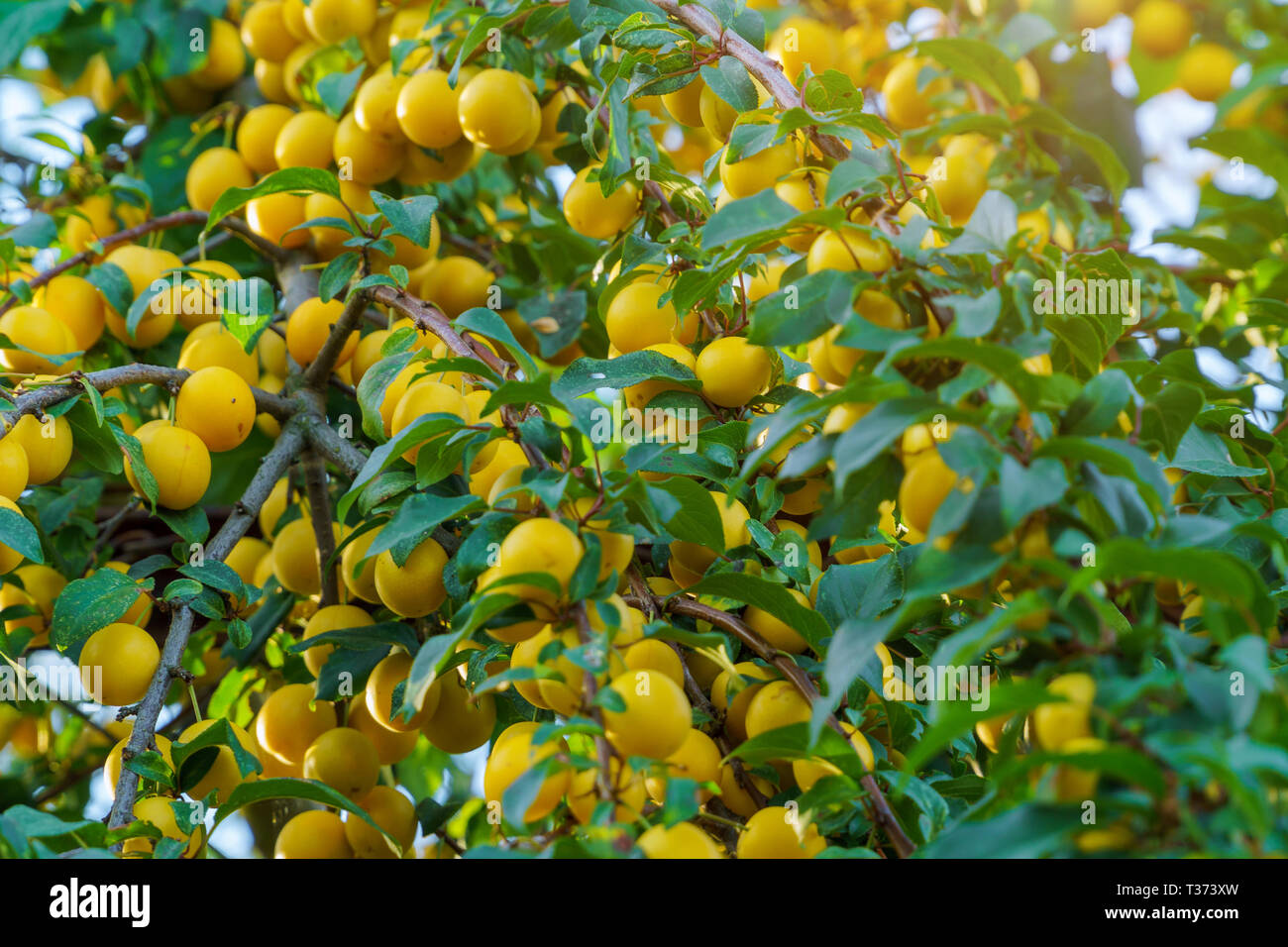 Yellow cherry plums hi-res stock photography and images - Alamy