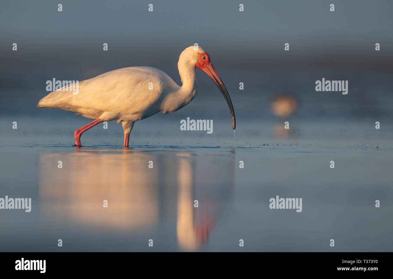 White and glossy ibis hi-res stock photography and images - Alamy