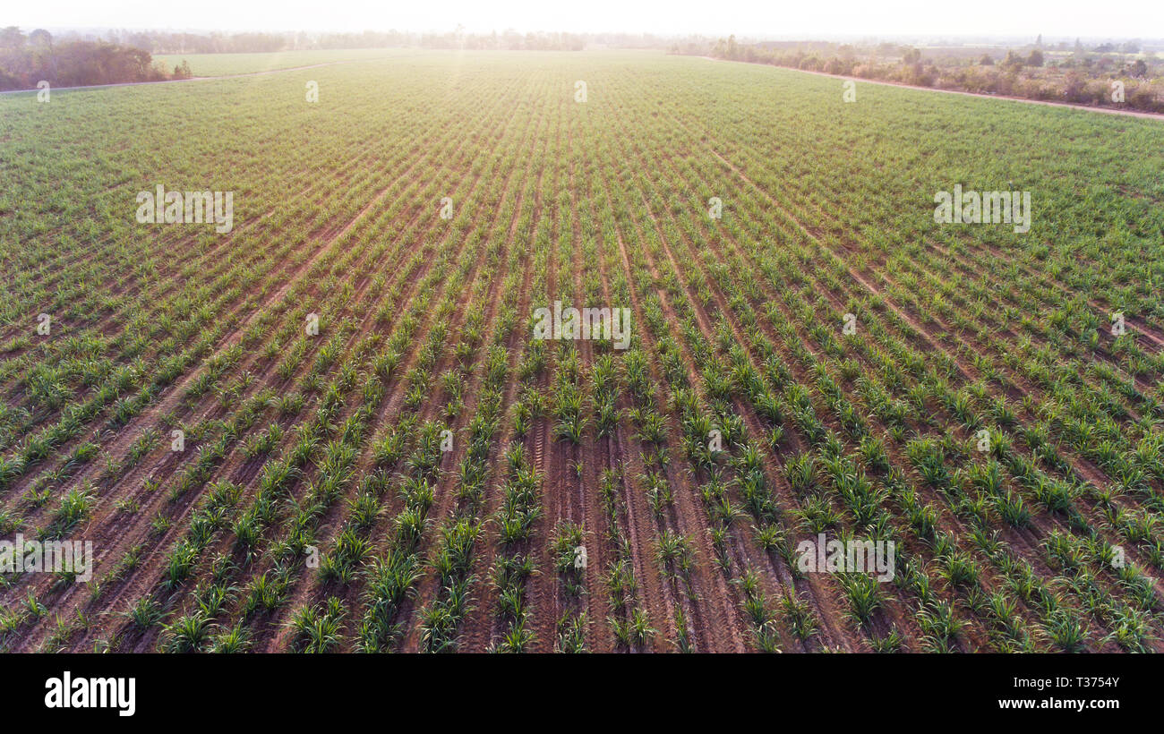 bird eye view from drone, sugar farm field top view Stock Photo - Alamy