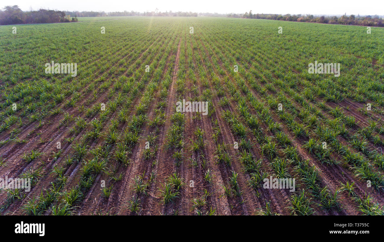 bird eye view from drone, sugar farm field top view Stock Photo - Alamy