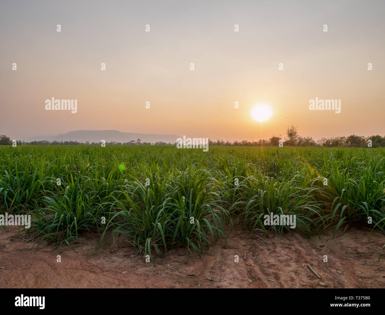 Sugarcane field small hi-res stock photography and images - Alamy