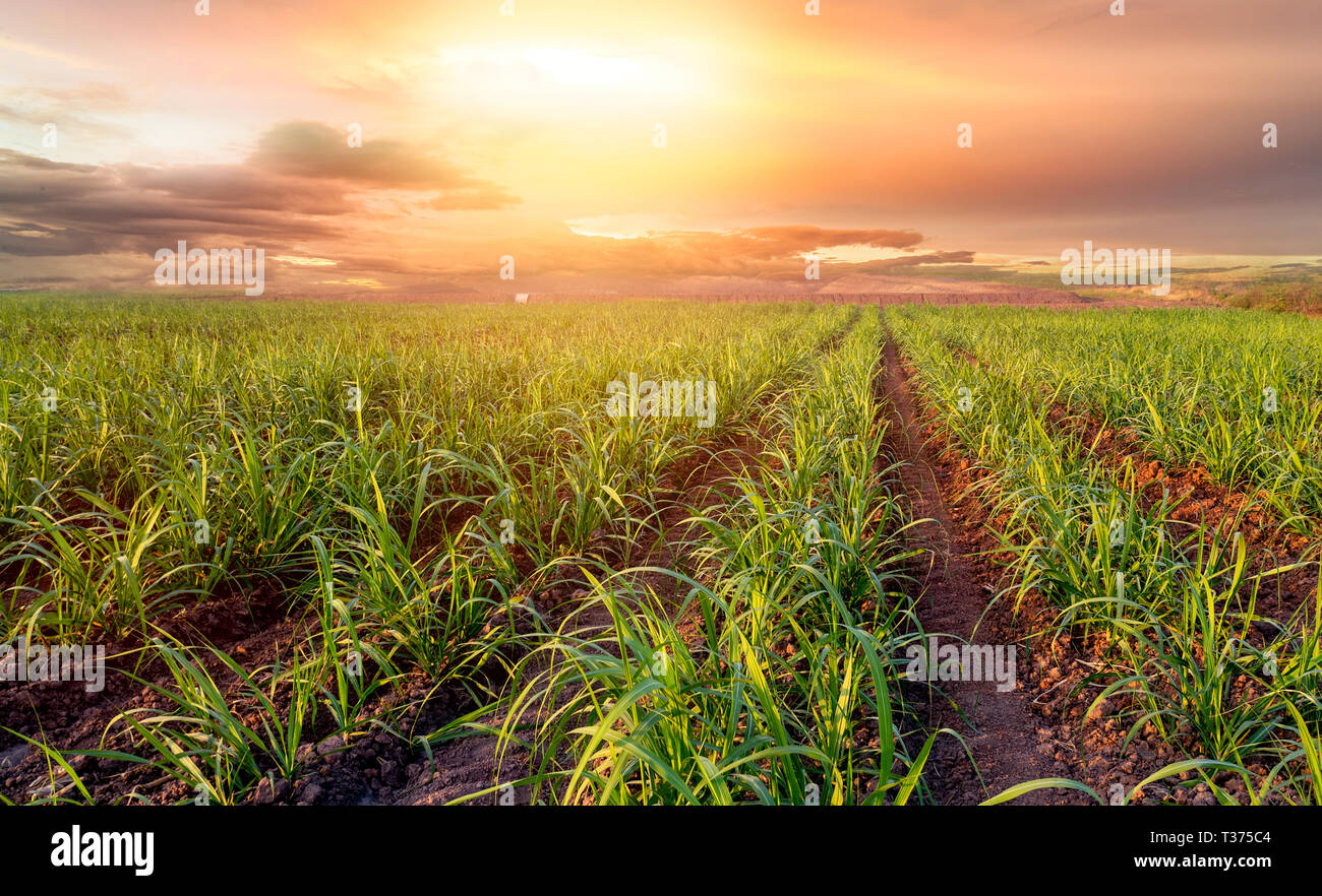 sugar farm field on sunset time, small sugar cane field Stock Photo - Alamy