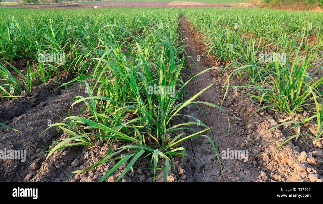 sugar farm field on sunset time, small sugar cane field Stock Photo - Alamy