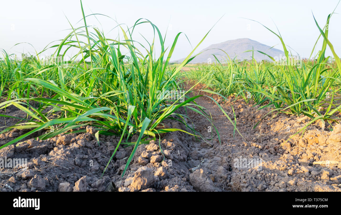 Sugarcane Field Small High Resolution Stock Photography and Images - Alamy