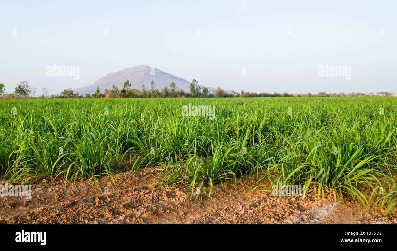 sugar farm field on sunset time, small sugar cane farm with mountain ...