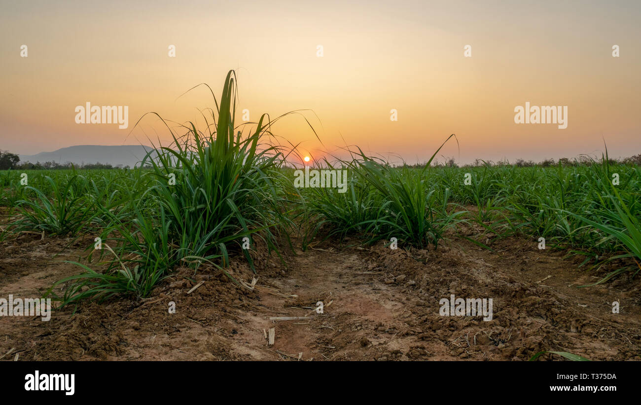 sugar farm field on sunset time, small sugar cane farm Stock Photo - Alamy
