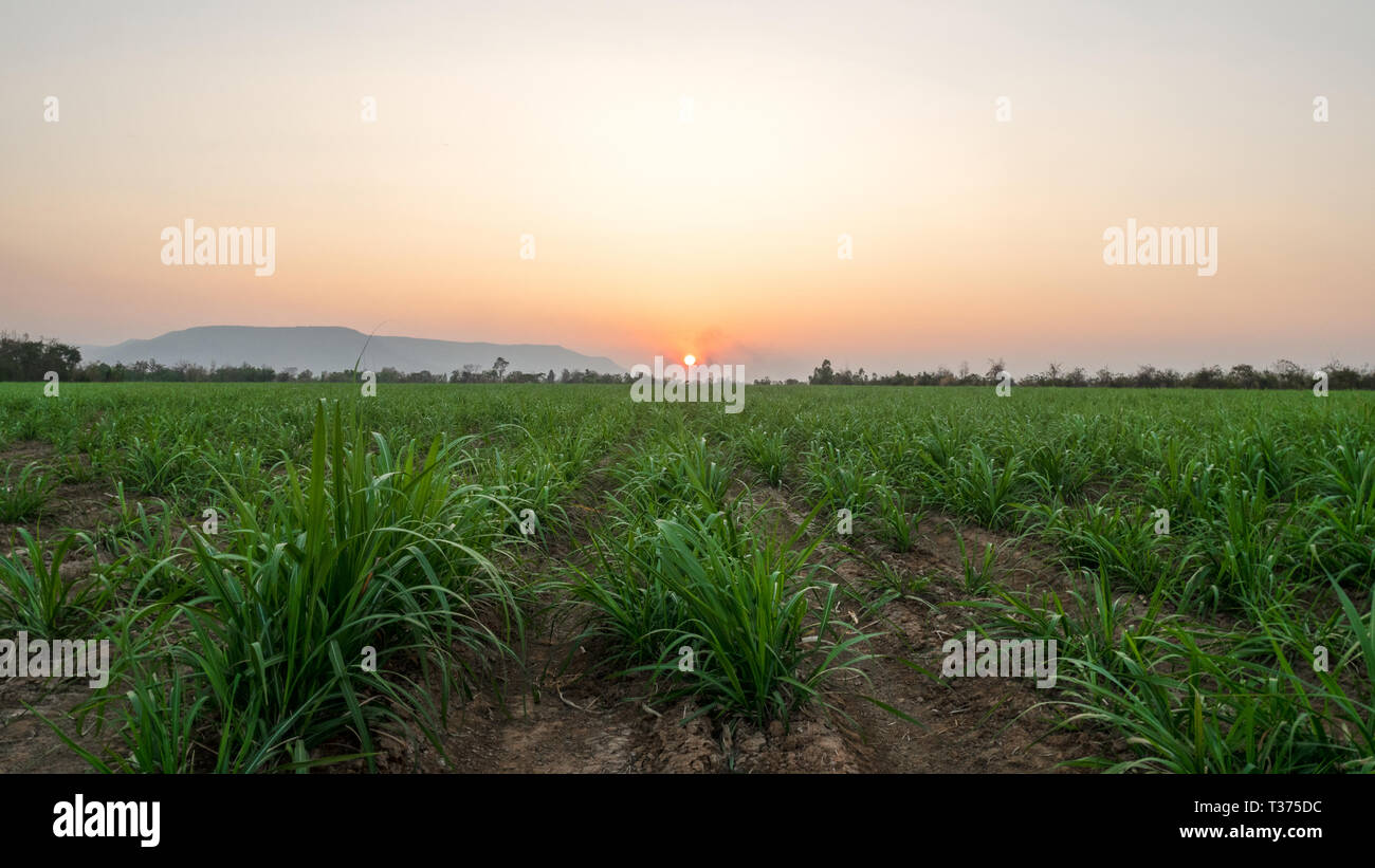 sugar farm field on sunset time, small sugar cane farm Stock Photo - Alamy