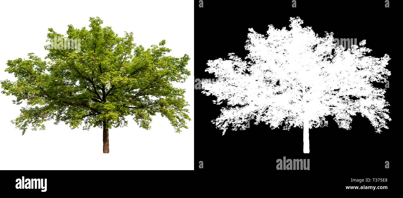 isolated tree on white background with alpha channel Stock Photo - Alamy
