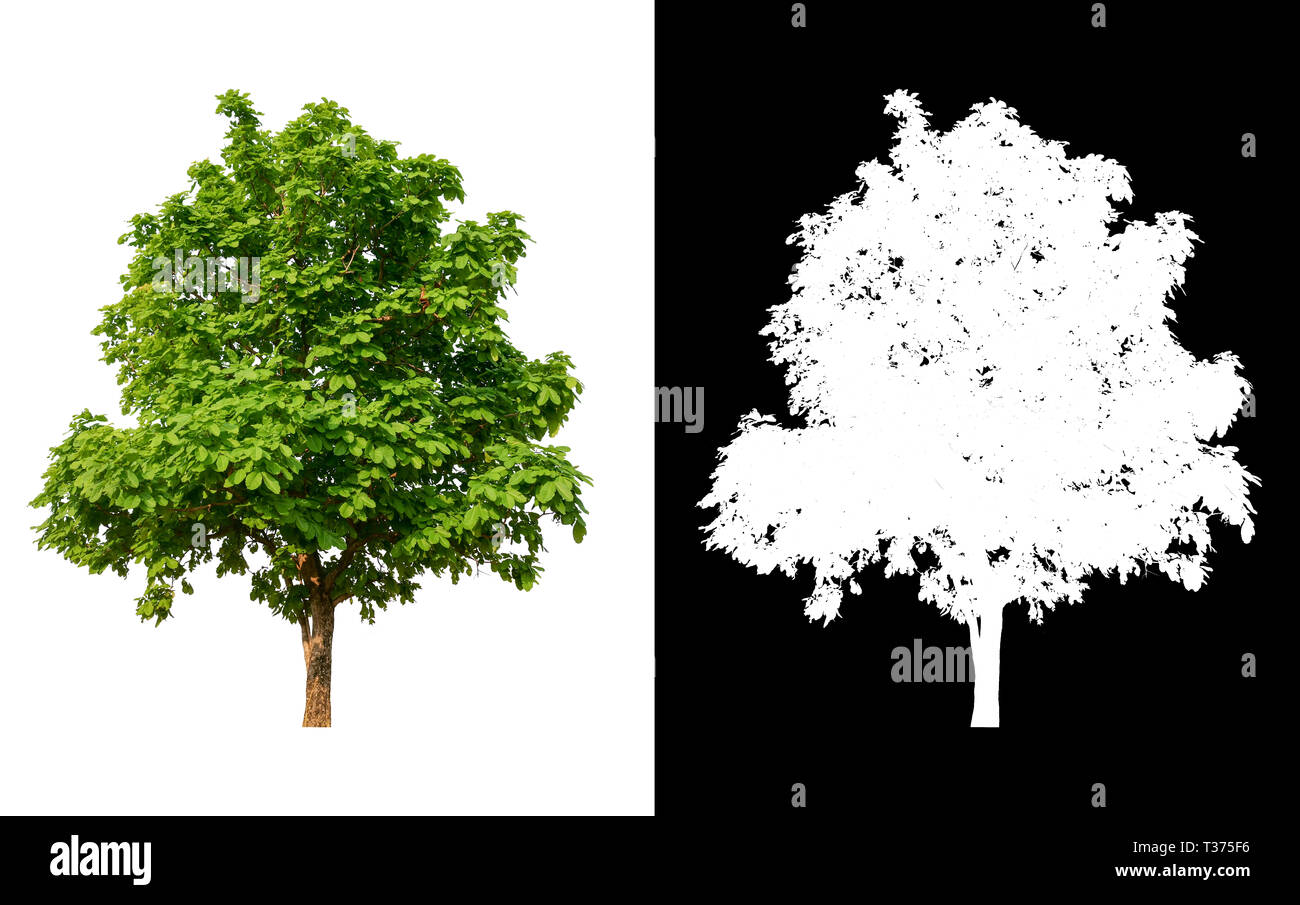 isolated tree on white background with alpha channel Stock Photo - Alamy