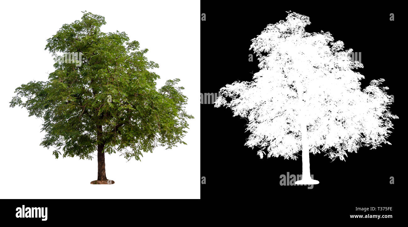 isolated tree on white background with alpha channel Stock Photo - Alamy