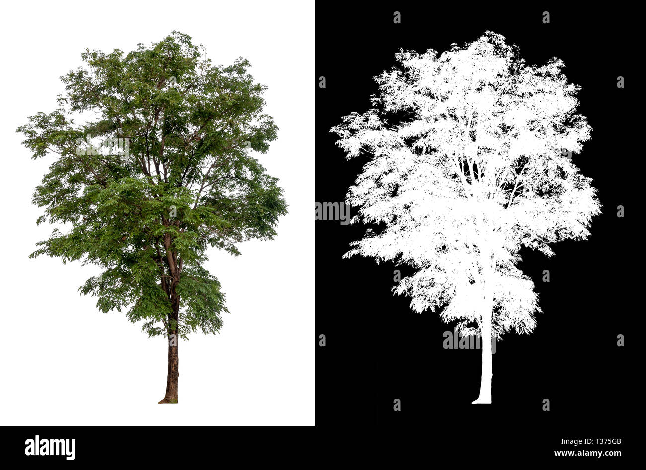 isolated tree on white background with alpha channel Stock Photo - Alamy
