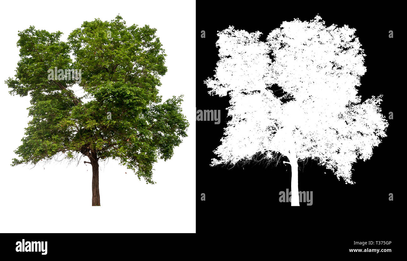 isolated tree on white background with alpha channel Stock Photo - Alamy