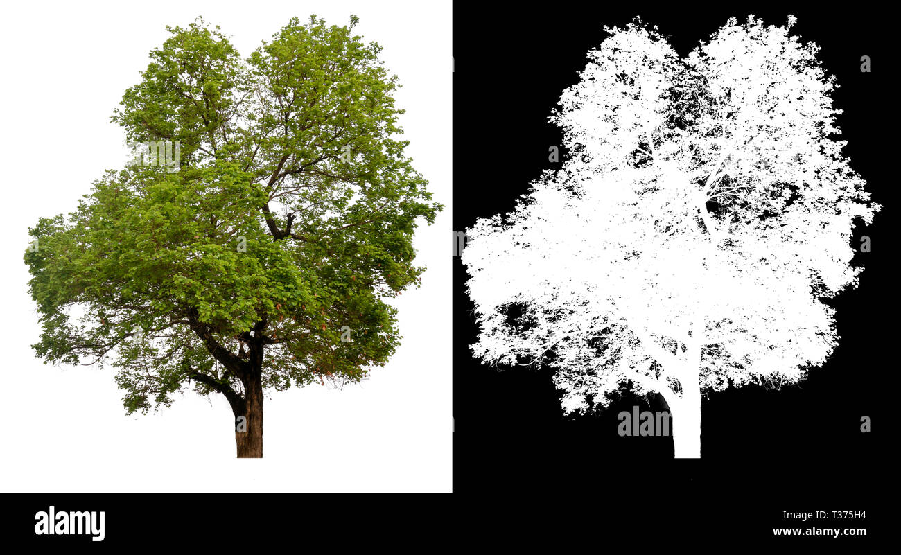 isolated tree on white background with alpha channel Stock Photo - Alamy