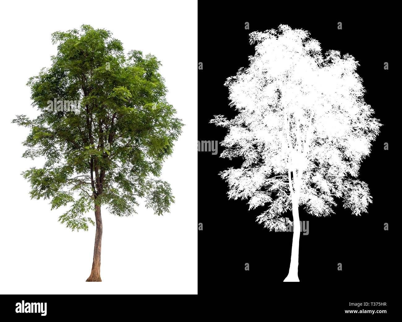 isolated tree on white background with alpha channel Stock Photo - Alamy