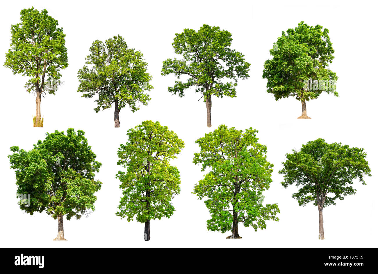 isolated tree collection on white background Stock Photo - Alamy