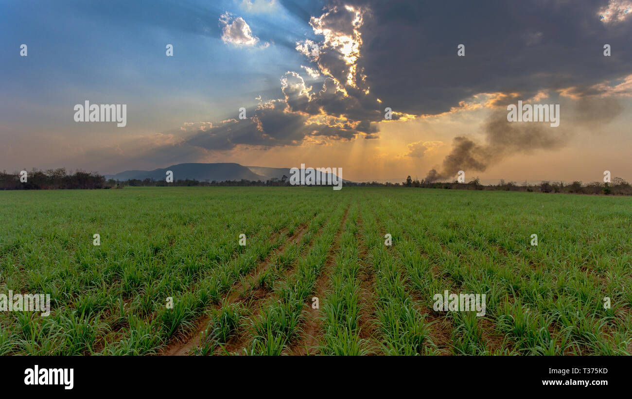 sugar farm field on sunset time, small sugar cane farm Stock Photo - Alamy