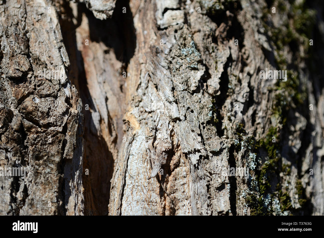 The bark of an old tree lit by the sun as a texture and background ...