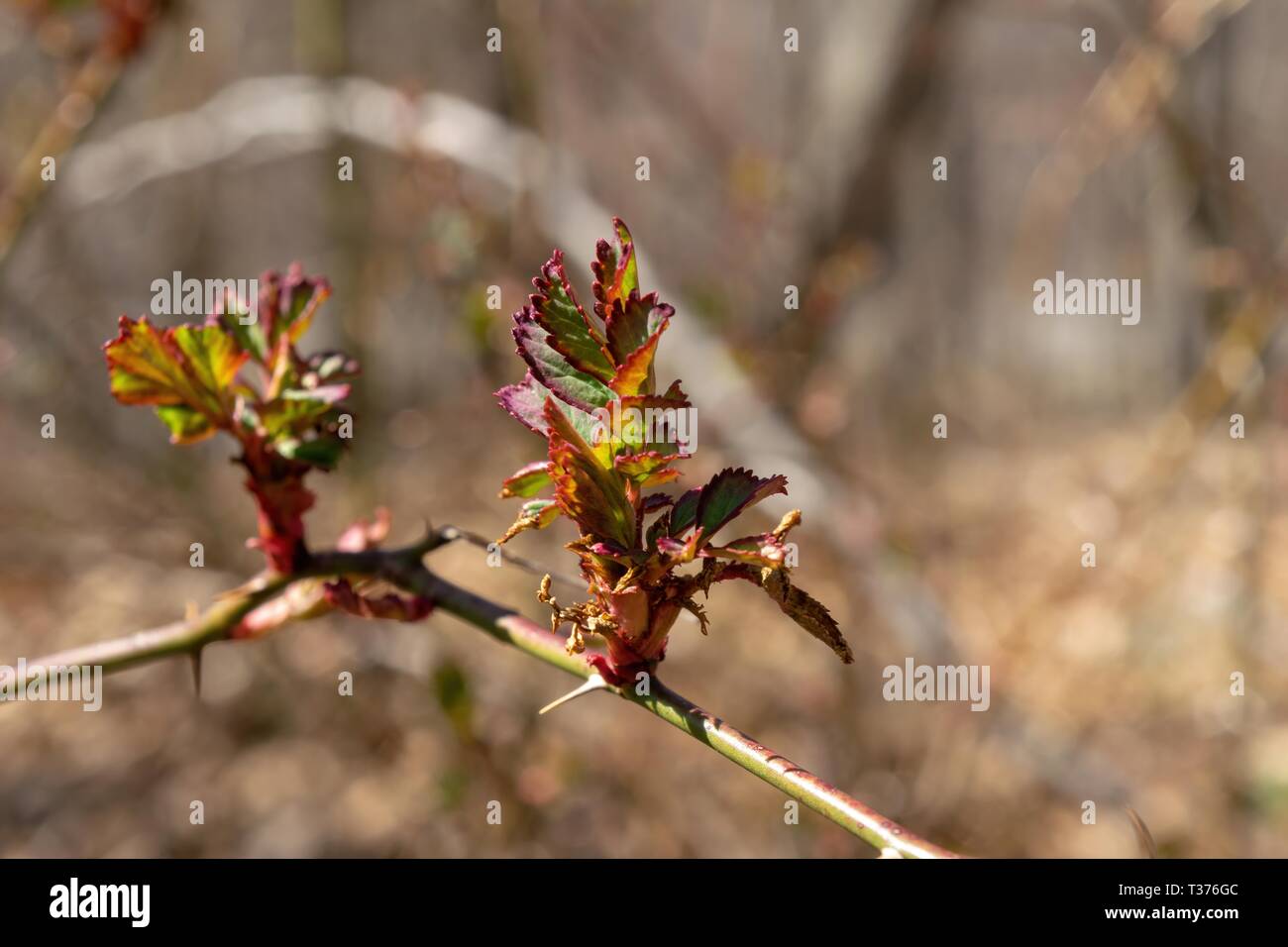 The first tender buds are starting to open on a beautiful and warm ...