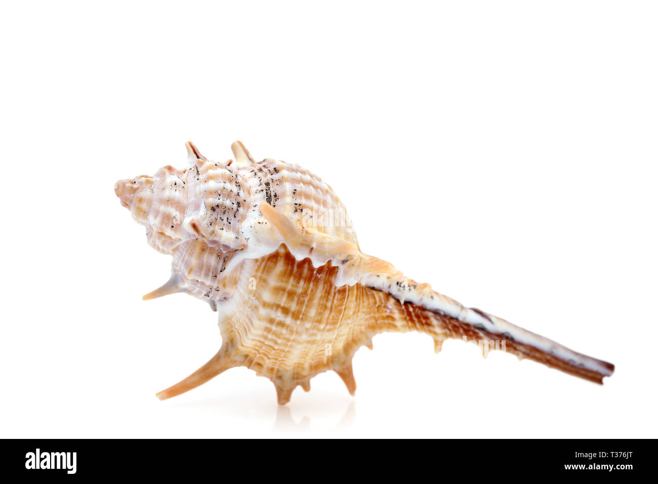 closeup of spiny seashell isolated on white background Stock Photo - Alamy