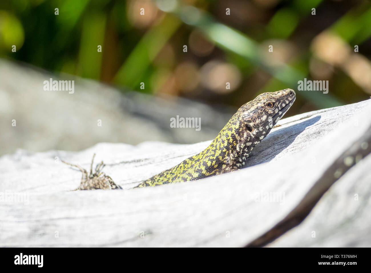 European wall lizard abkhazi gardens victoria hi-res stock photography ...