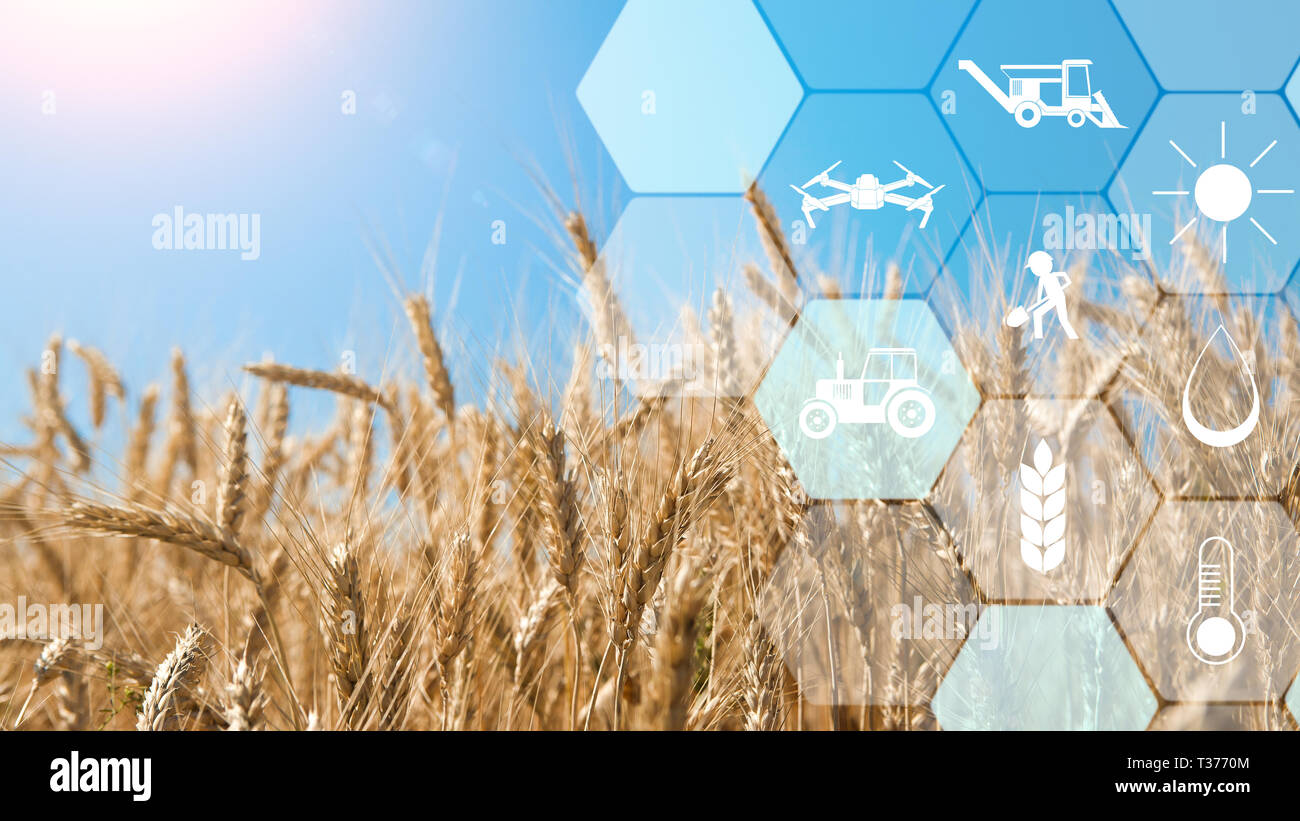 Precision agriculture network icons on wheat field background Stock ...