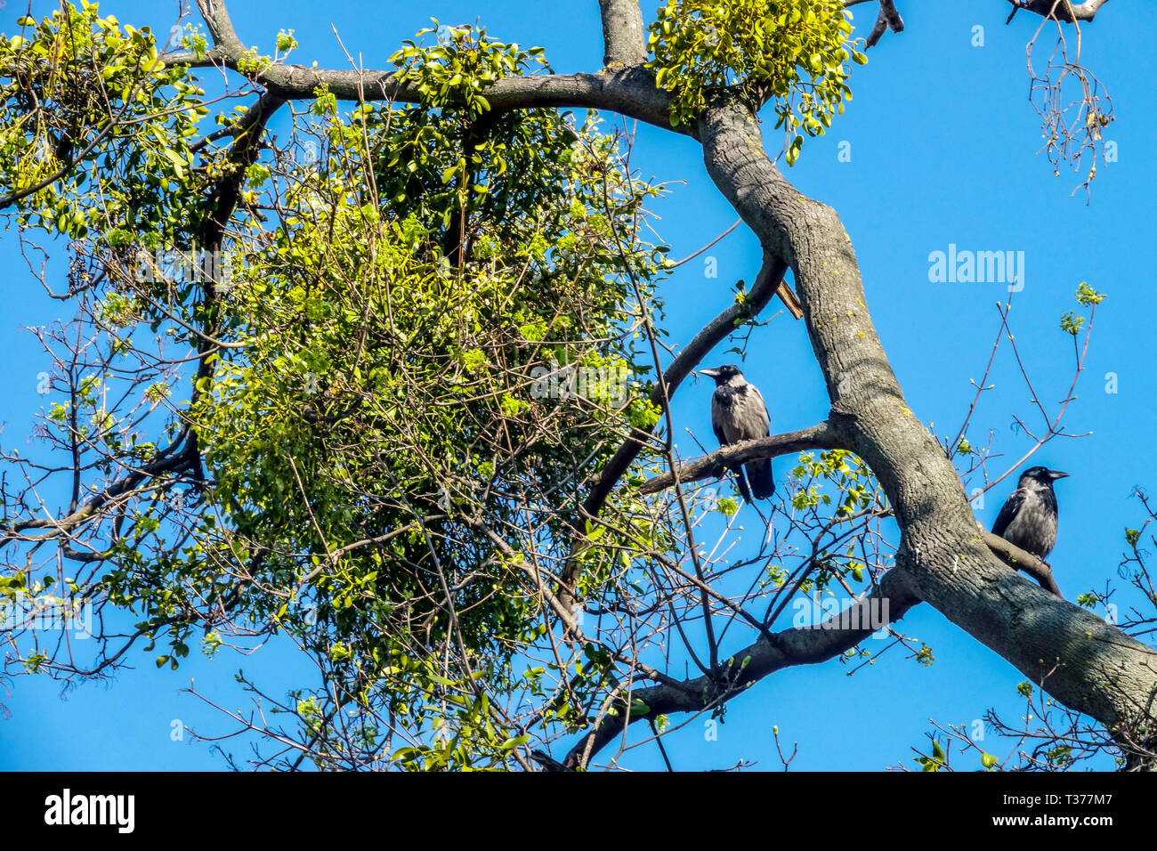 Mistletoe tree and crows birds sitting on branches of treetop Stock ...