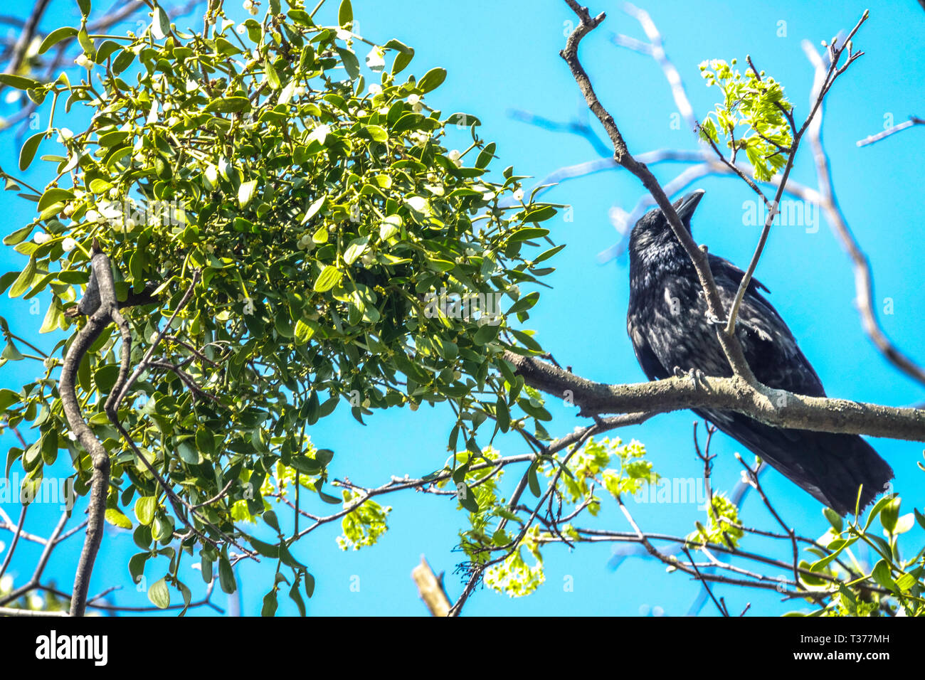 Crow On Tree Stock Photos & Crow On Tree Stock Images - Alamy