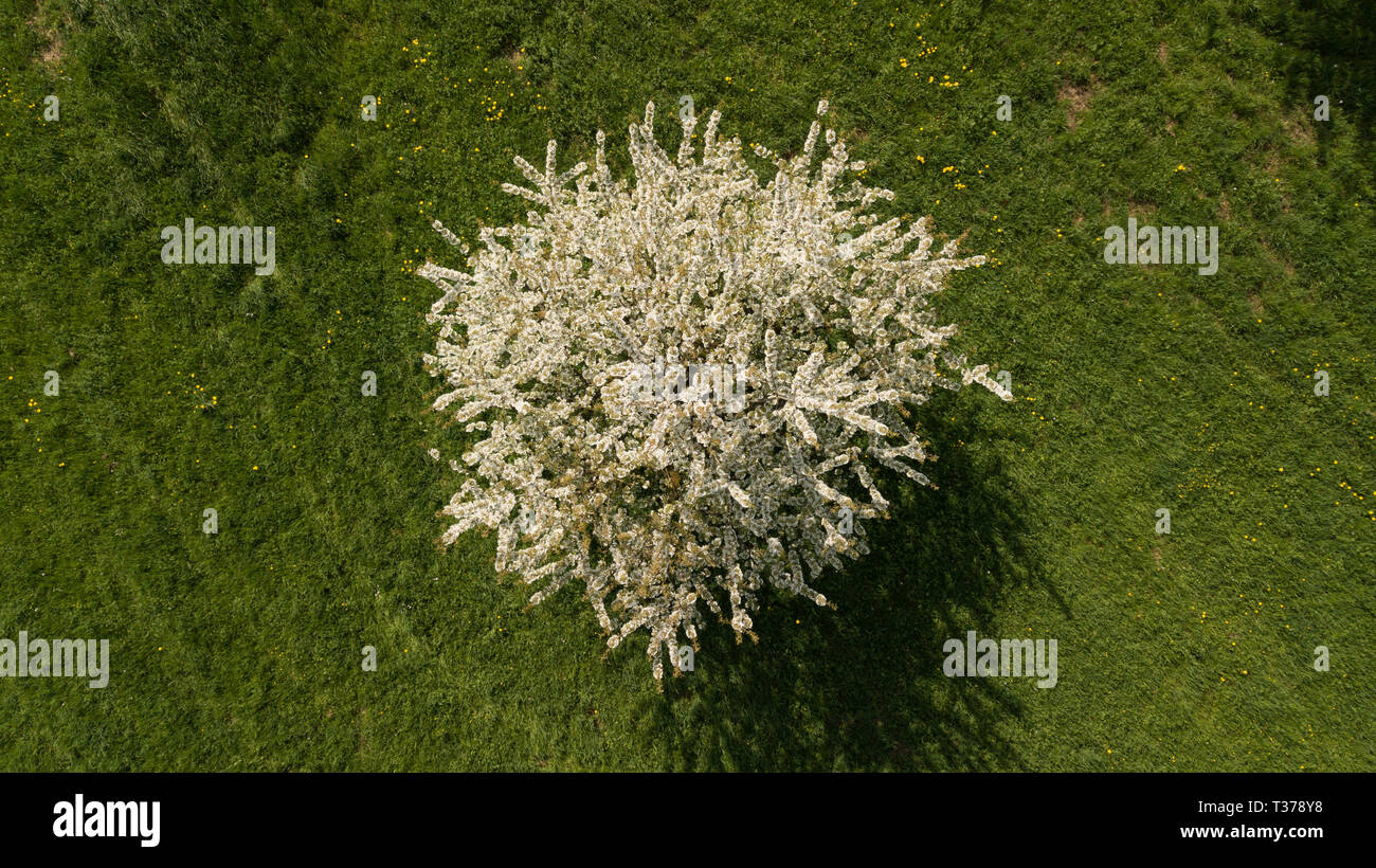 Perpendicular cherry hi-res stock photography and images - Alamy