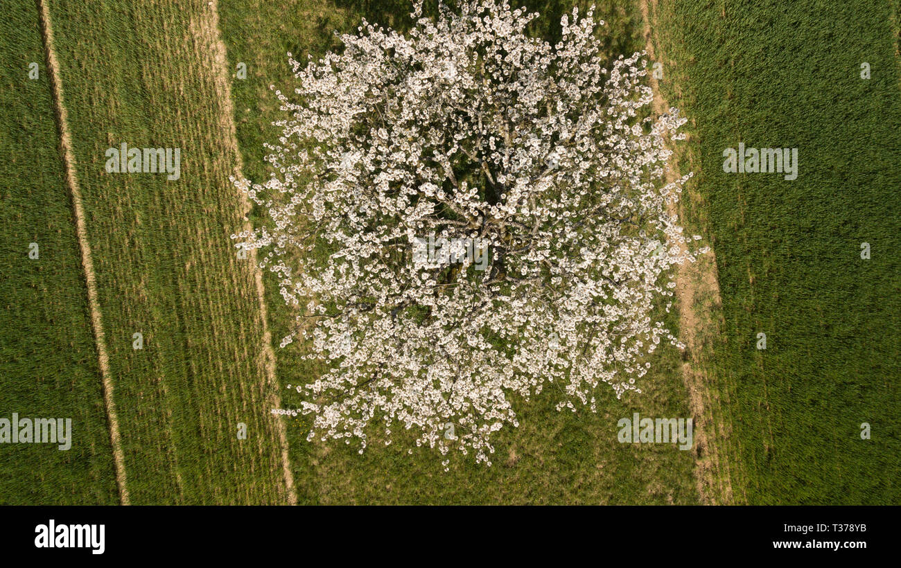 Perpendicular cherry hi-res stock photography and images - Alamy