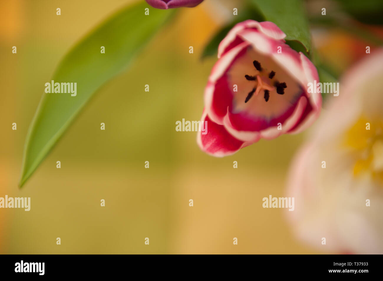 Tulip still life Stock Photo - Alamy