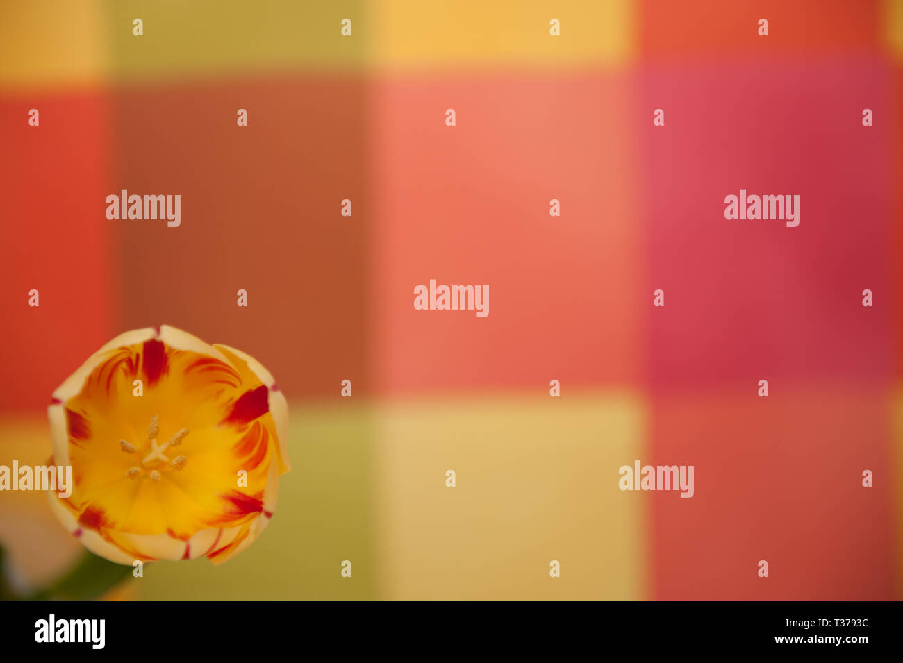 Dutch still life tulip hi-res stock photography and images - Alamy