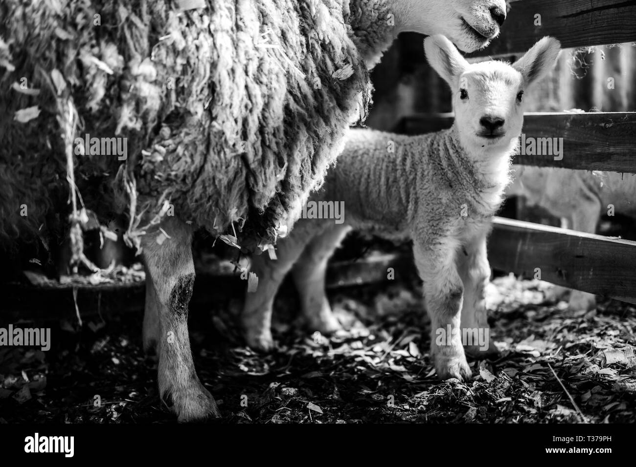 Lambing Shed High Resolution Stock Photography and Images - Alamy