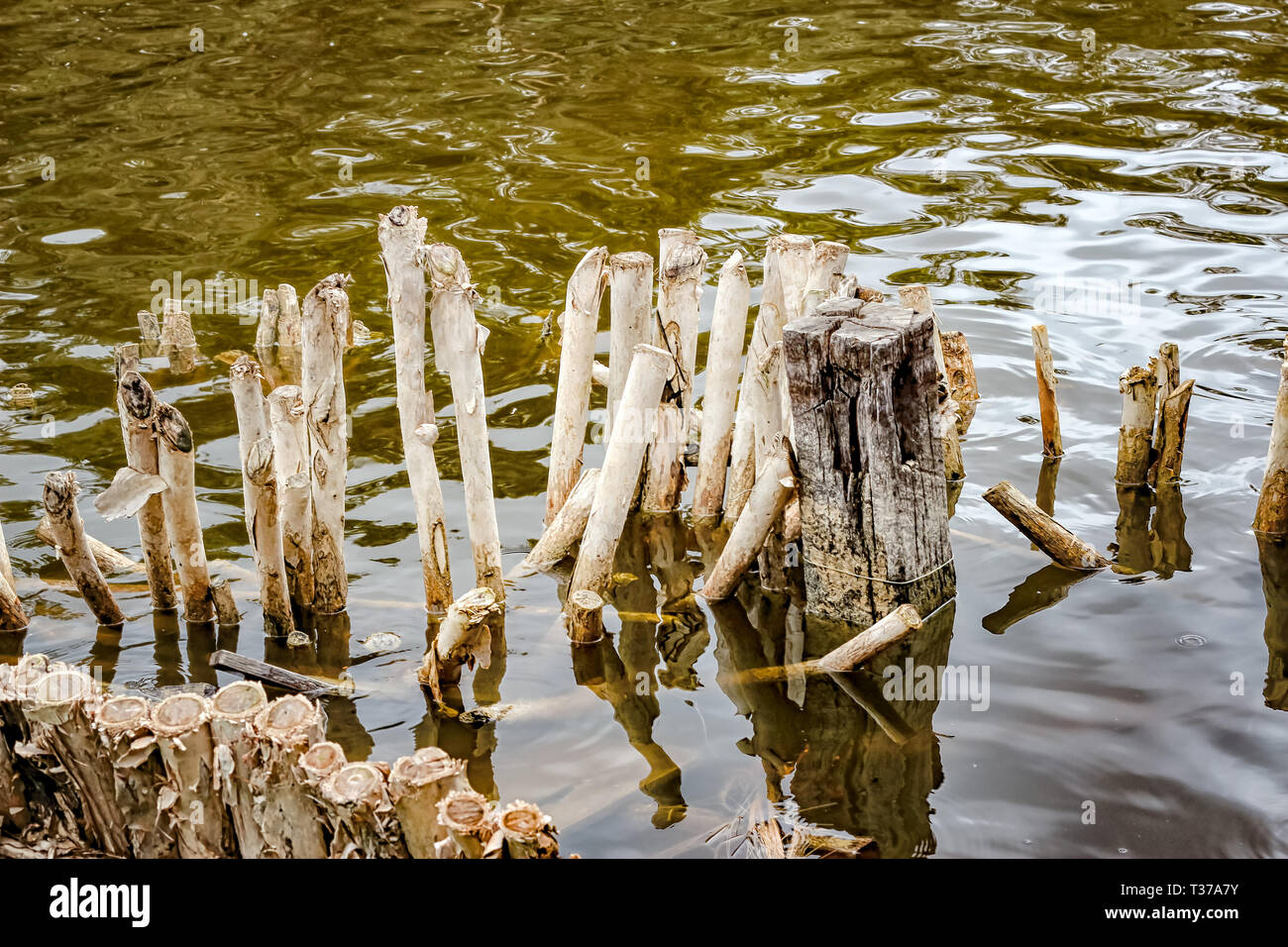 Wooden dam in traditional indian village Boca de Guama Nature Reserve ...