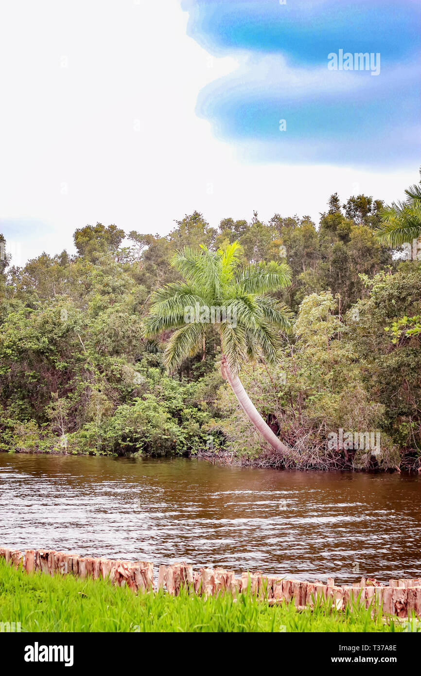 Wooden dam and palms in traditional indian village Boca de Guama Nature ...