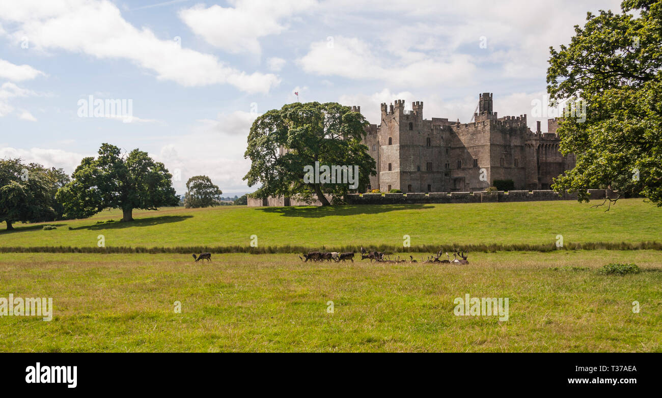Deer raby castle hi-res stock photography and images - Alamy