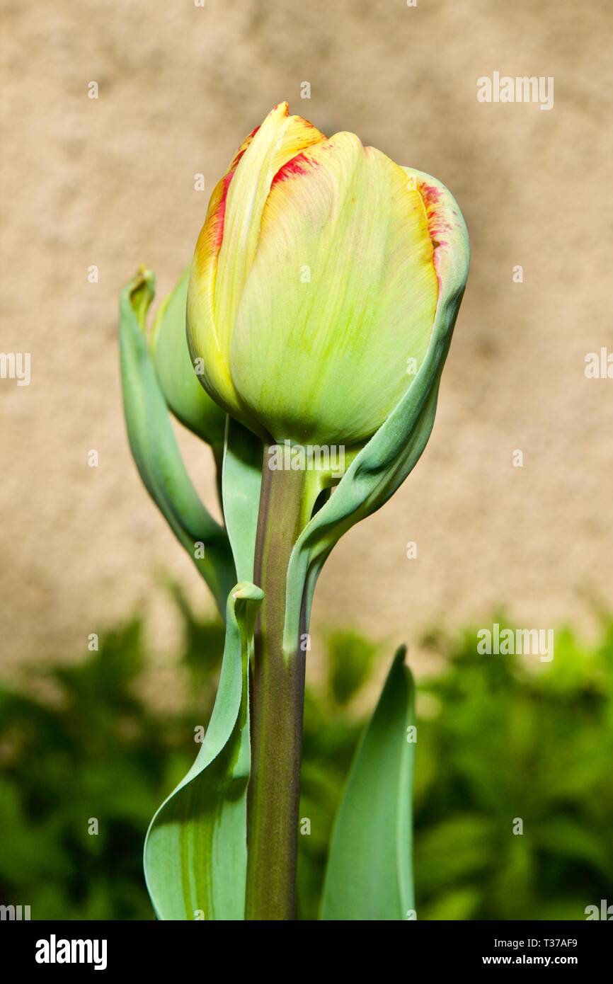 Tulip double early cilesta hi-res stock photography and images - Alamy