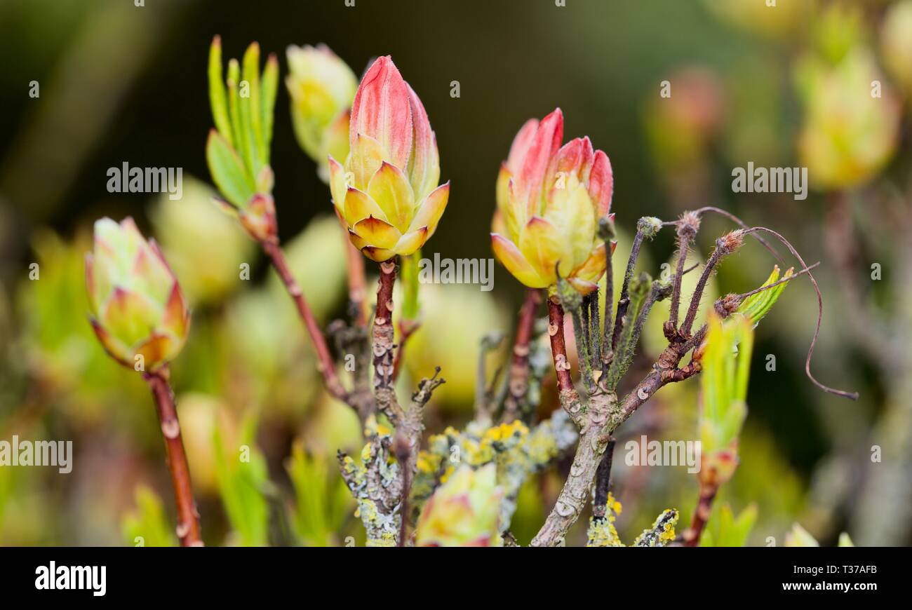 Azalea buds in early spring Stock Photo - Alamy