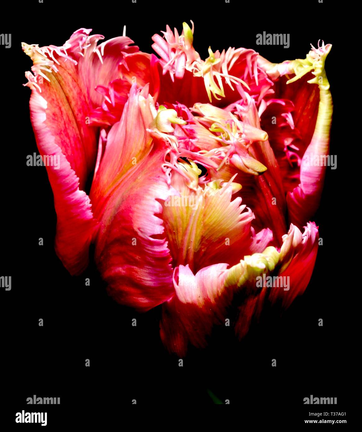 Flamboyant tulips hi-res stock photography and images - Alamy