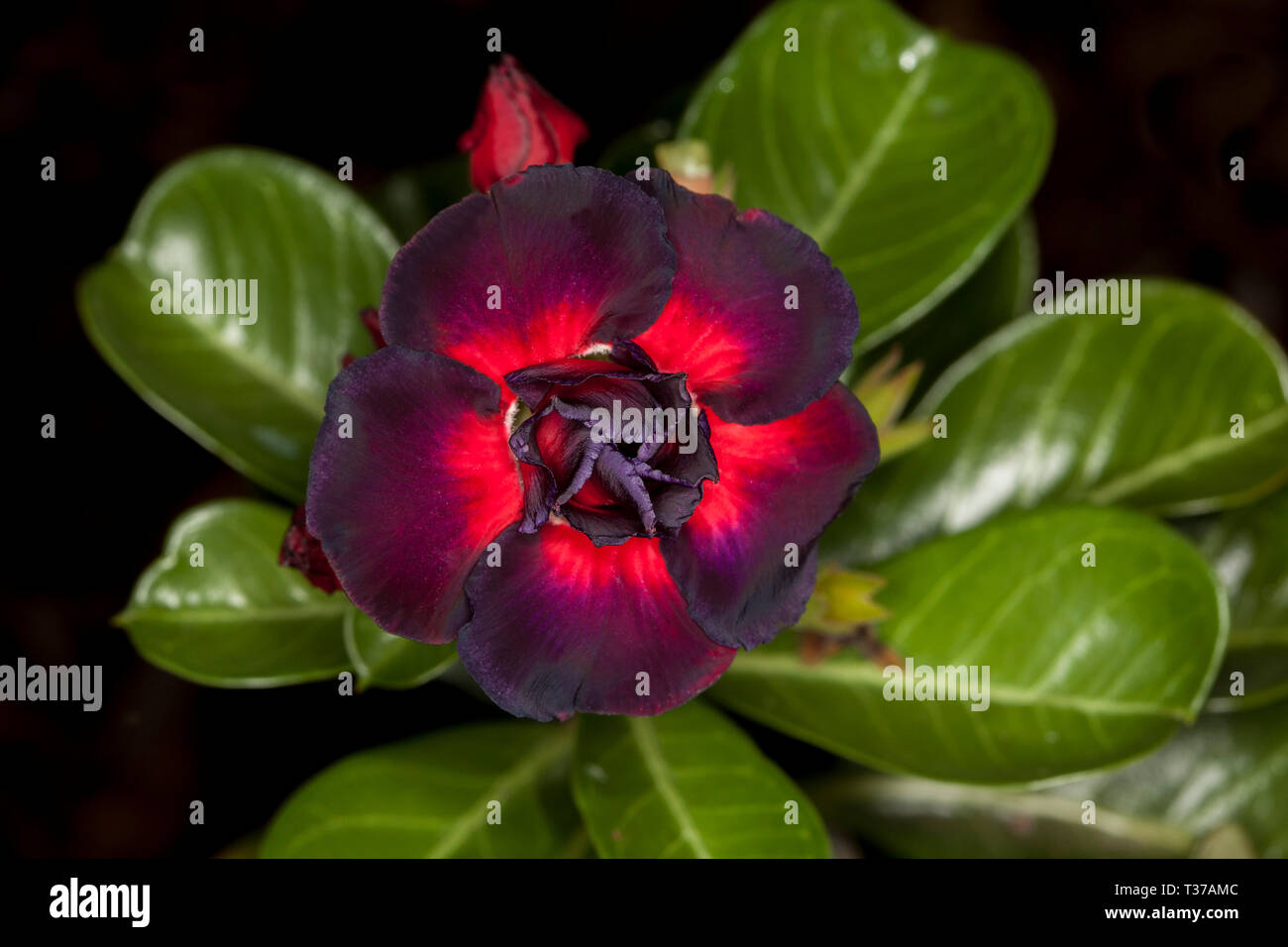 Stunning & unusual double dark red / black flower & green leaves of ...