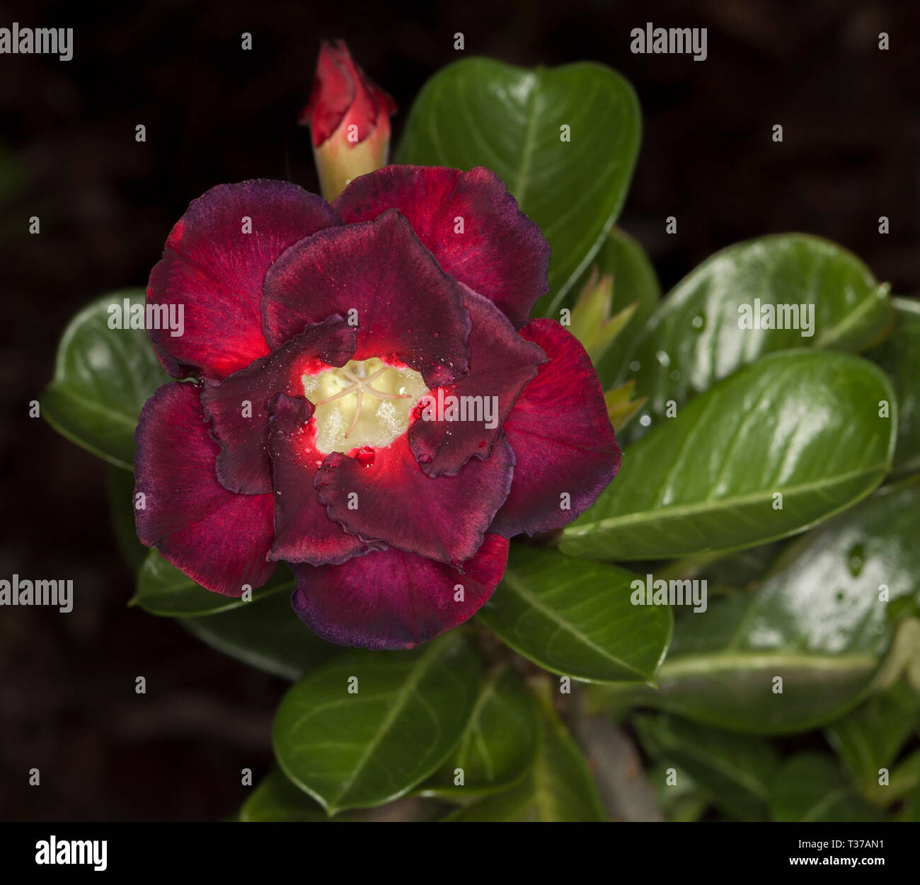 Stunning & unusual double dark red / black flower & green leaves of ...